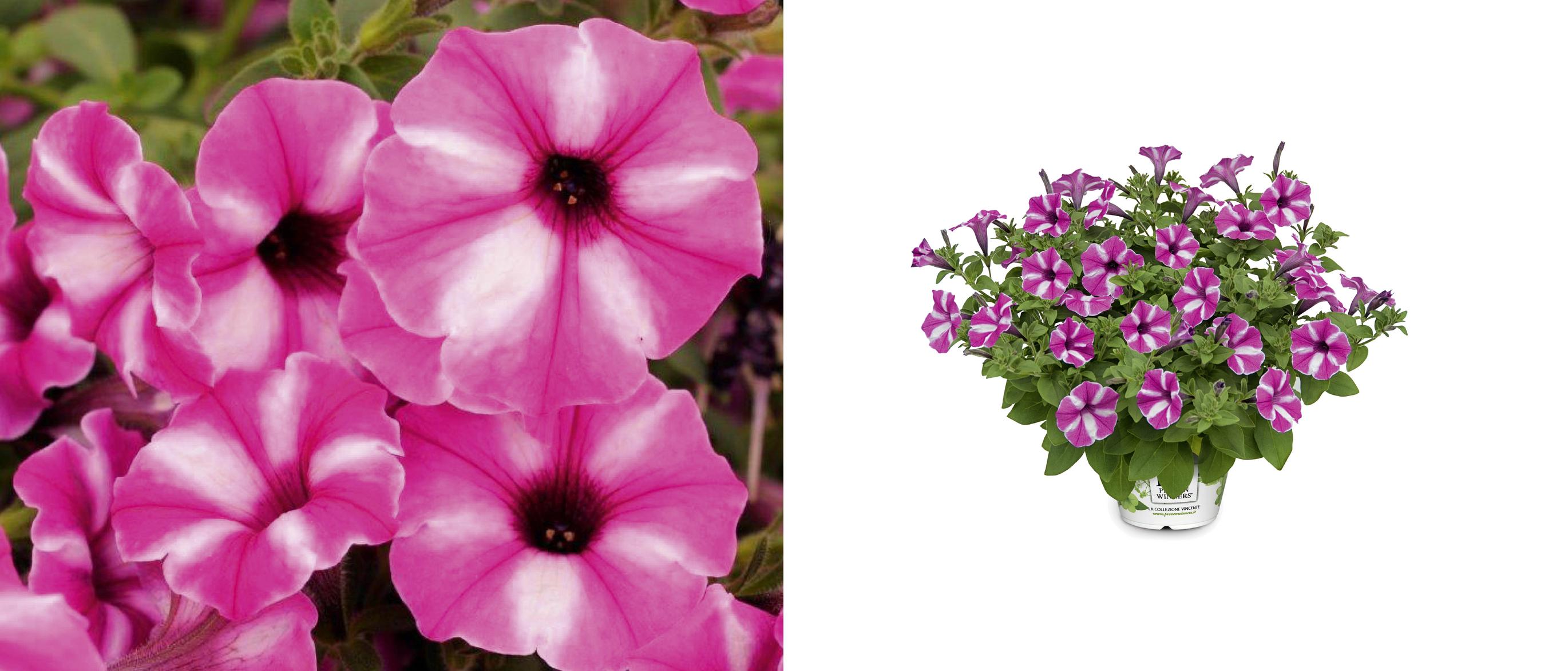 Alle Varianten der Petunia Vista